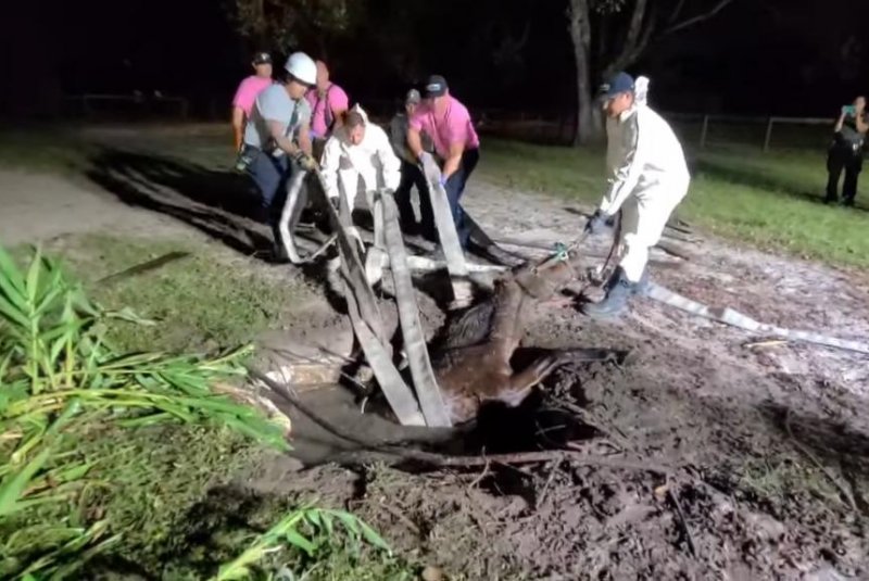 Odd News // Hace 2 semanas Caballo rescatado de un tanque séptico en ...